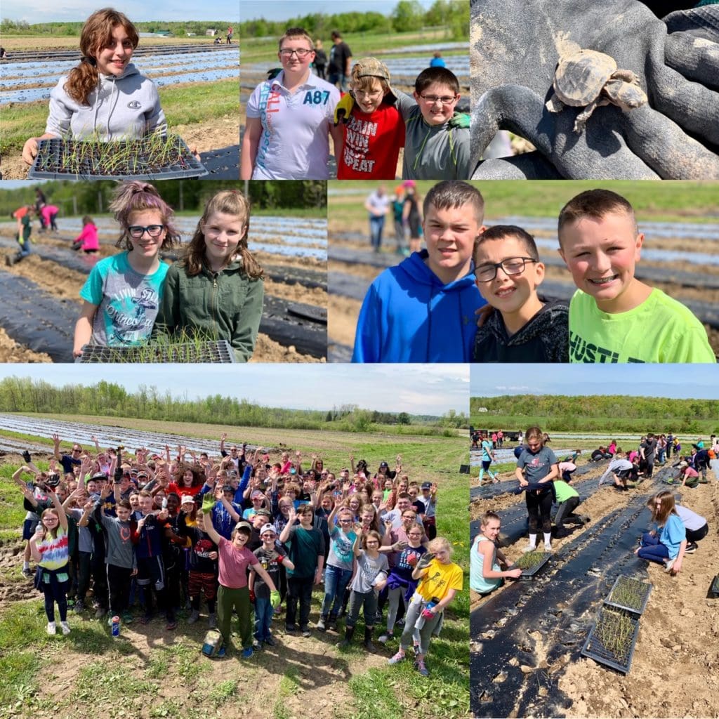 Grade 6 Team 2 Volunteers at Regional Food Bank Patroon Farm | Averill ...